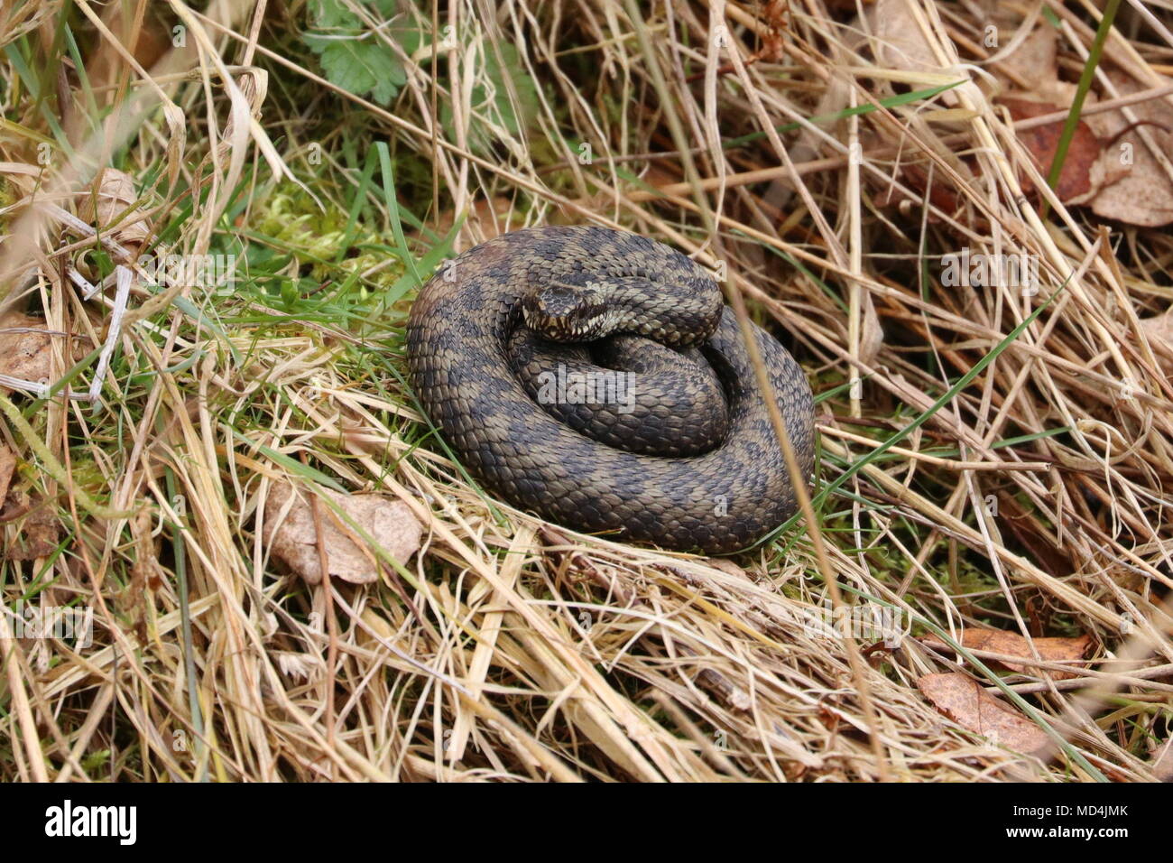 Green Adder High Resolution Stock Photography and Images - Alamy