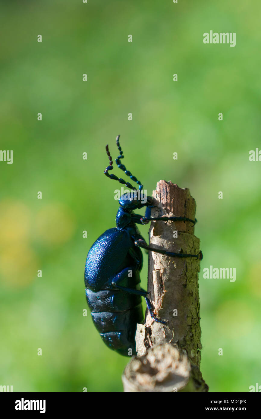 European oil beetle hi-res stock photography and images - Alamy
