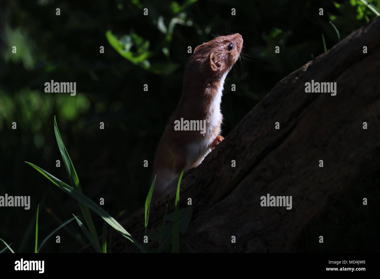 Wild Weasels High Resolution Stock Photography and Images - Alamy