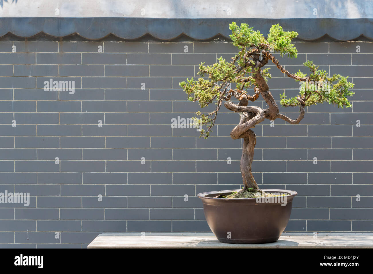 Bonsai tree against brick wall in BaiHuaTan public park, Chengdu, China ...