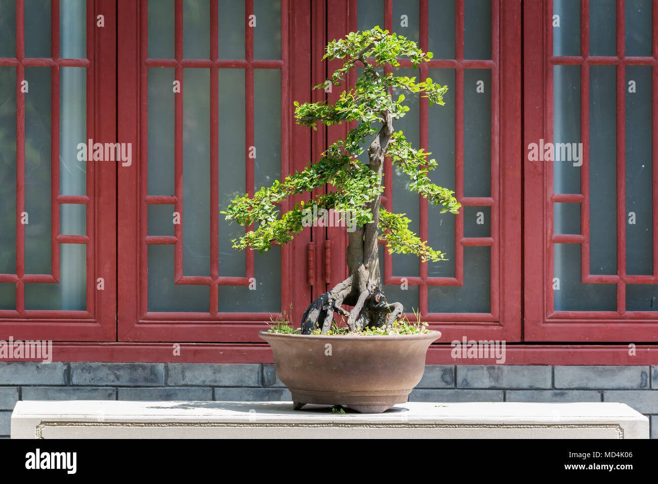 Bonsai tree on a table against a red window in BaiHuaTan public park ...