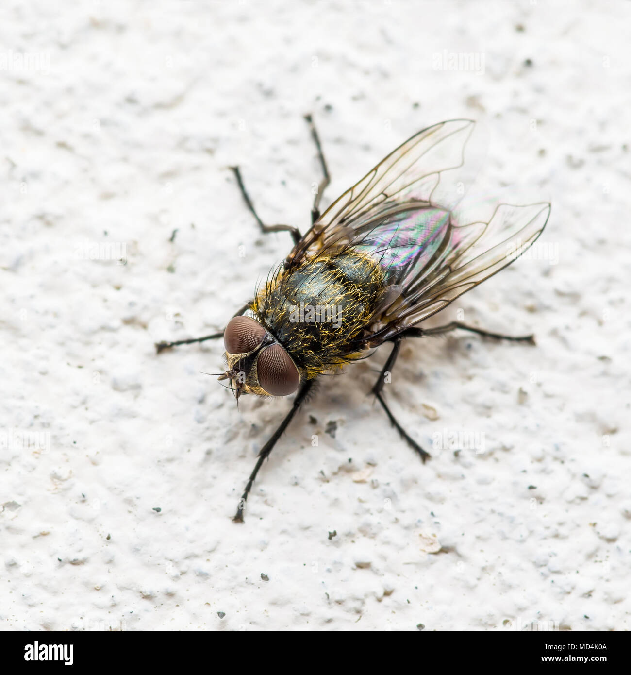 Diptera Meat Fly Insect On Wall Stock Photo - Alamy