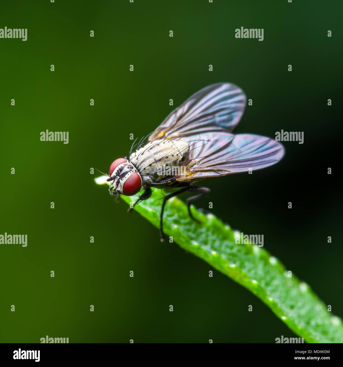Exotic Drosophila Fruit Fly Diptera Insect on Green Grass Stock Photo ...