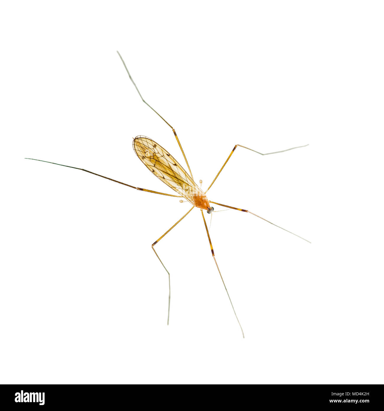 Yellow Fever, Malaria or Zika Virus Infected Mosquito Insect Isolated ...