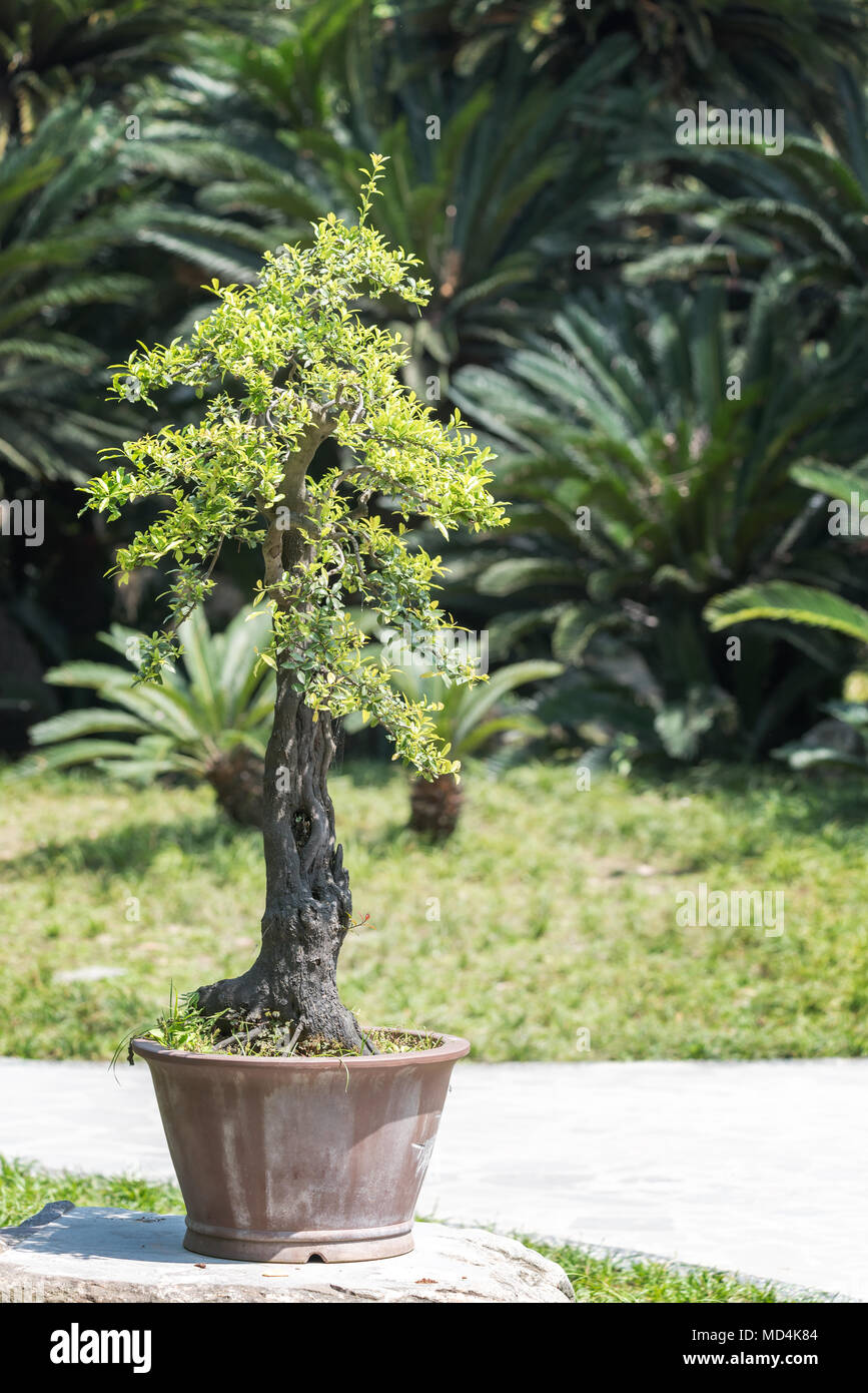 Bonsai tree in a pot in BaiHuaTan public park, Chengdu, China Stock ...