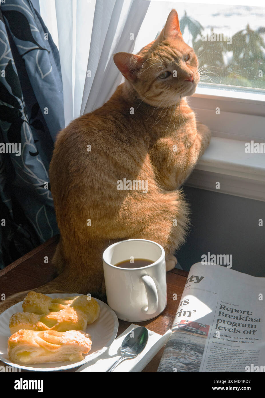 Cat and Snack Stock Photo - Alamy
