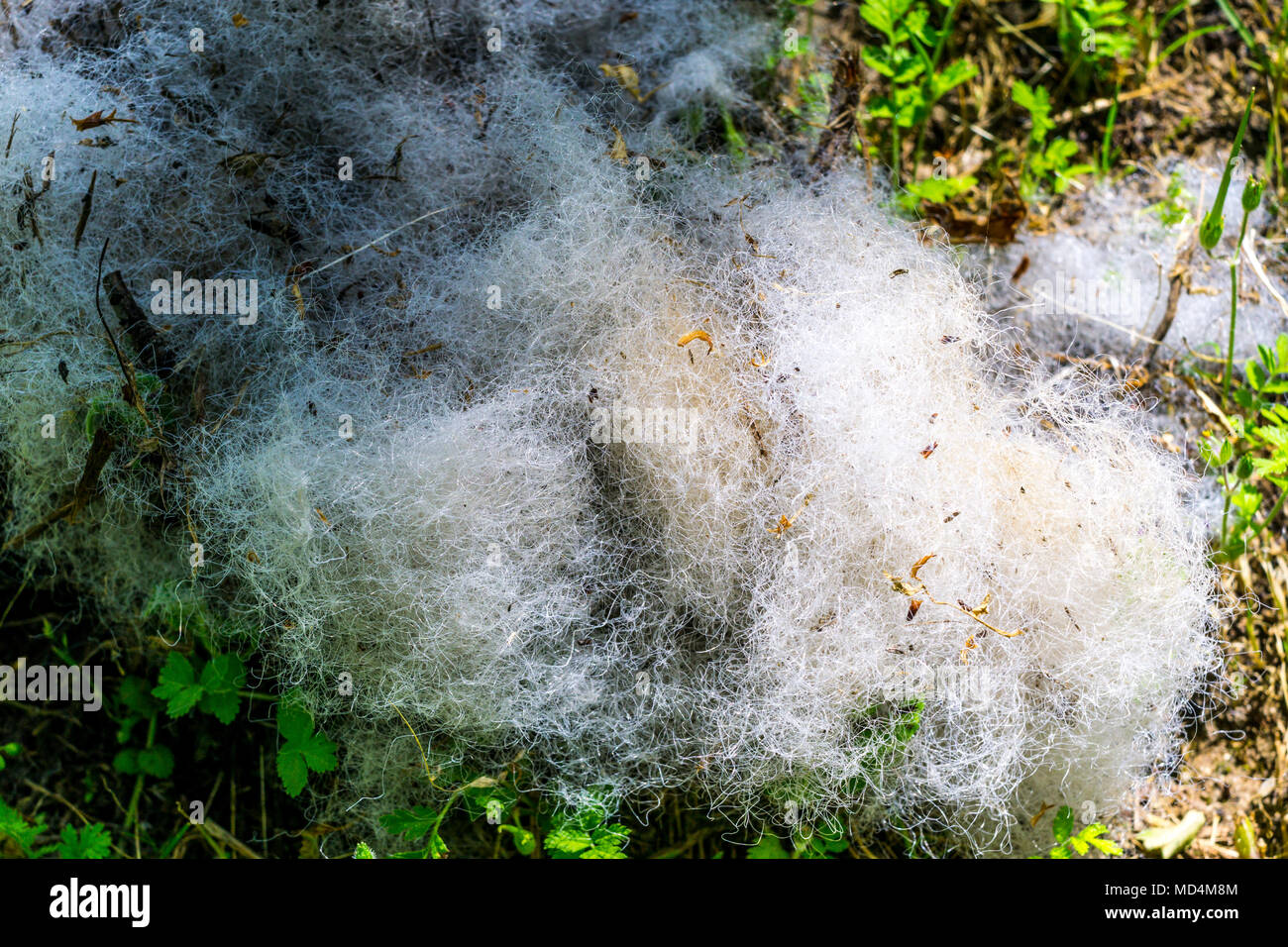 Vegetative mycelium hi-res stock photography and images - Alamy
