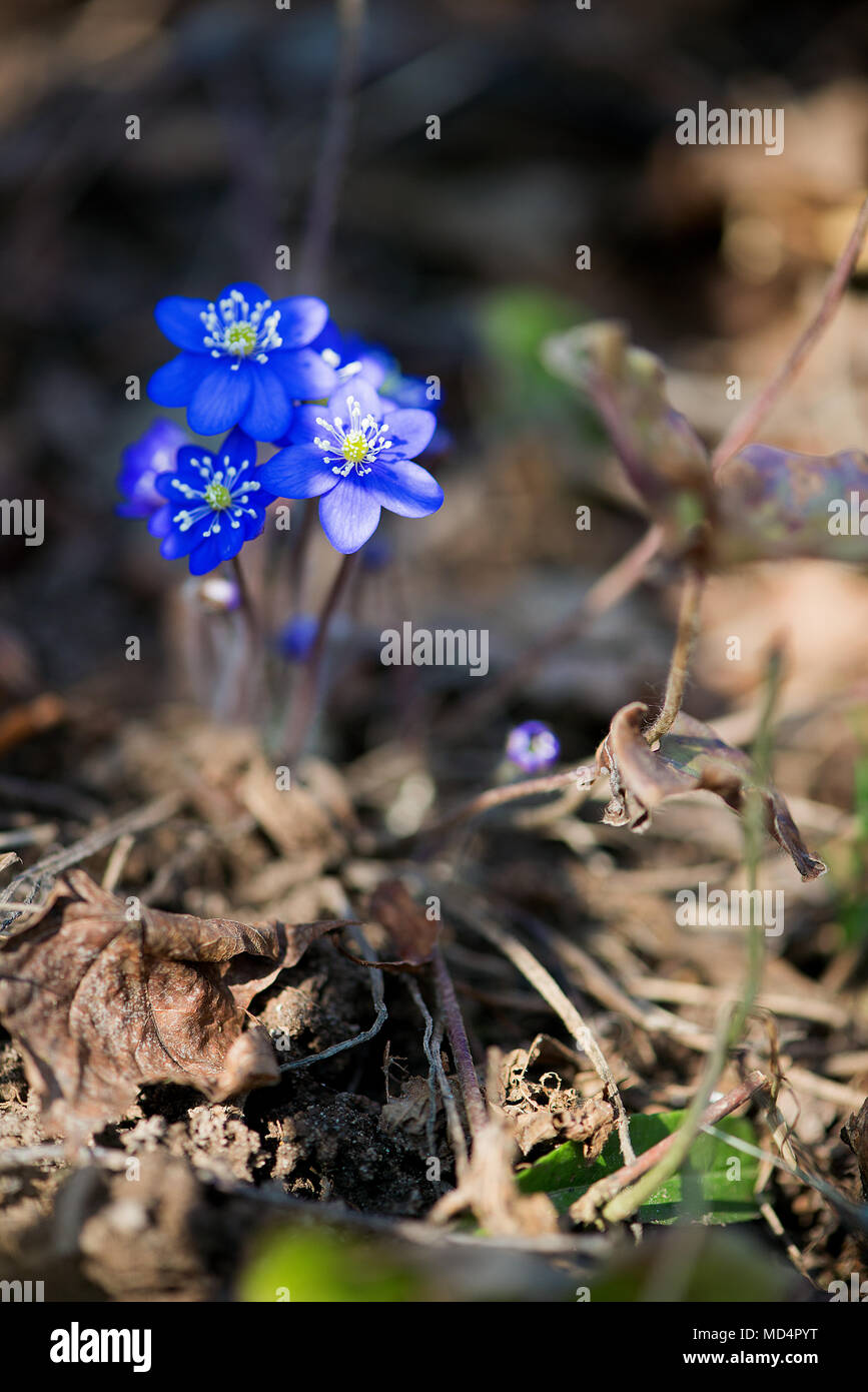 Blue anemone flower. Hepatica nobilis Mill.Common hepatica bunch ...