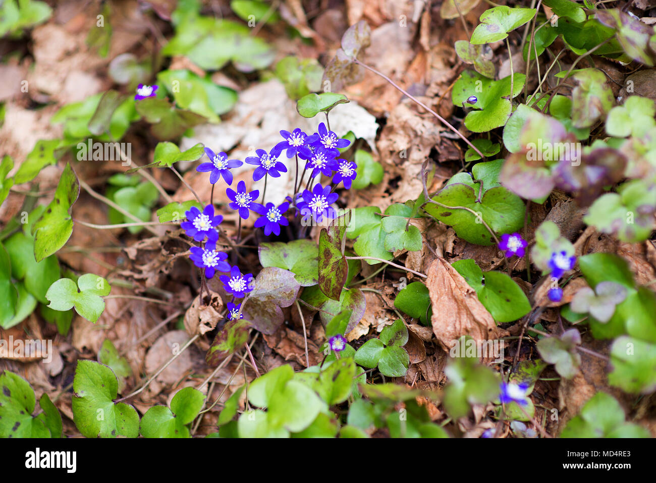 Blue anemone flower. Hepatica nobilis Mill.Common hepatica bunch ...