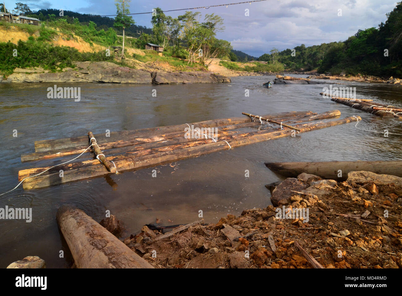 timber transported to the Busang river after logging in the rain forest ...