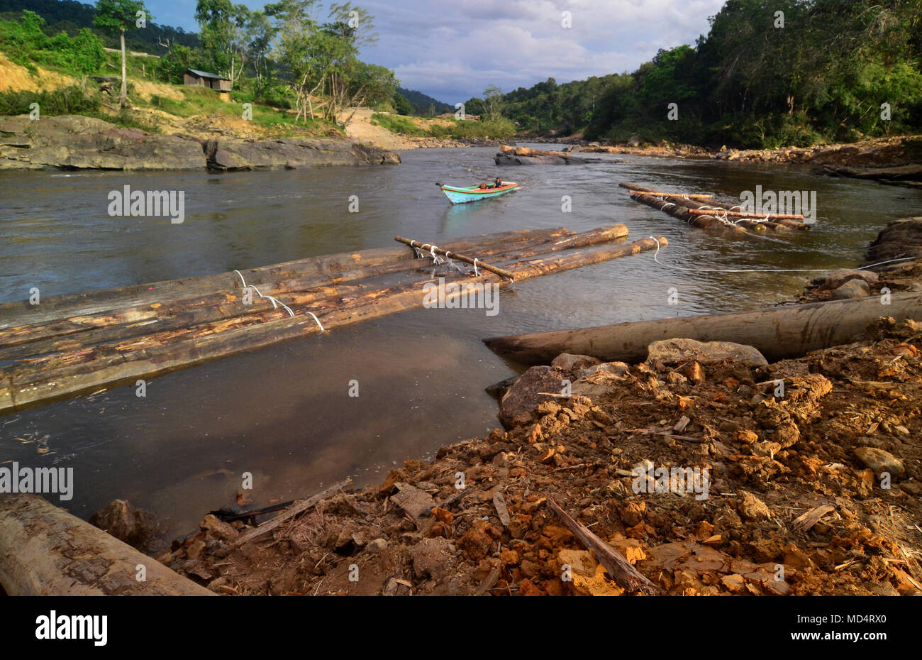 timber transported to the Busang river after logging in the rain forest ...