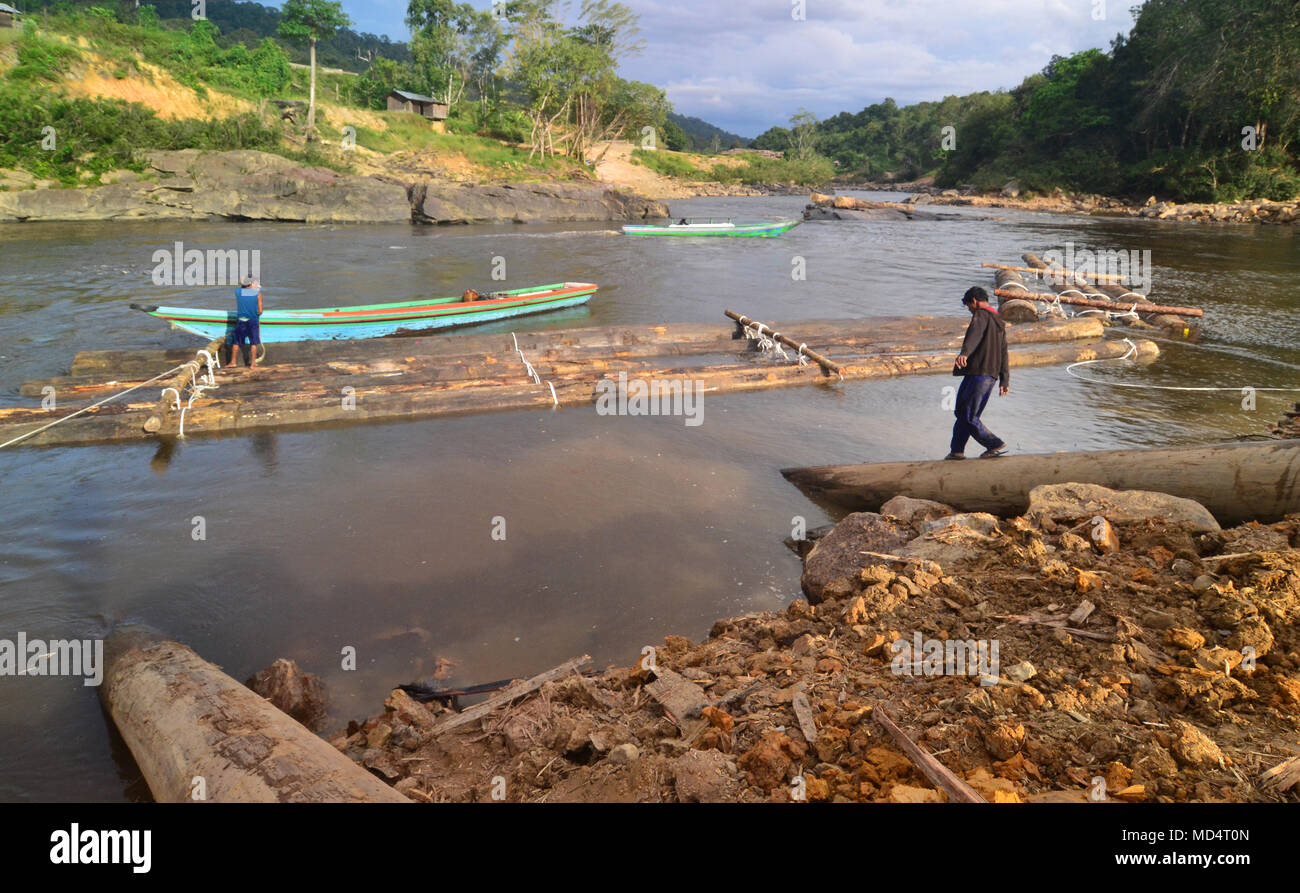 timber transported to the Busang river after logging in the rain forest ...