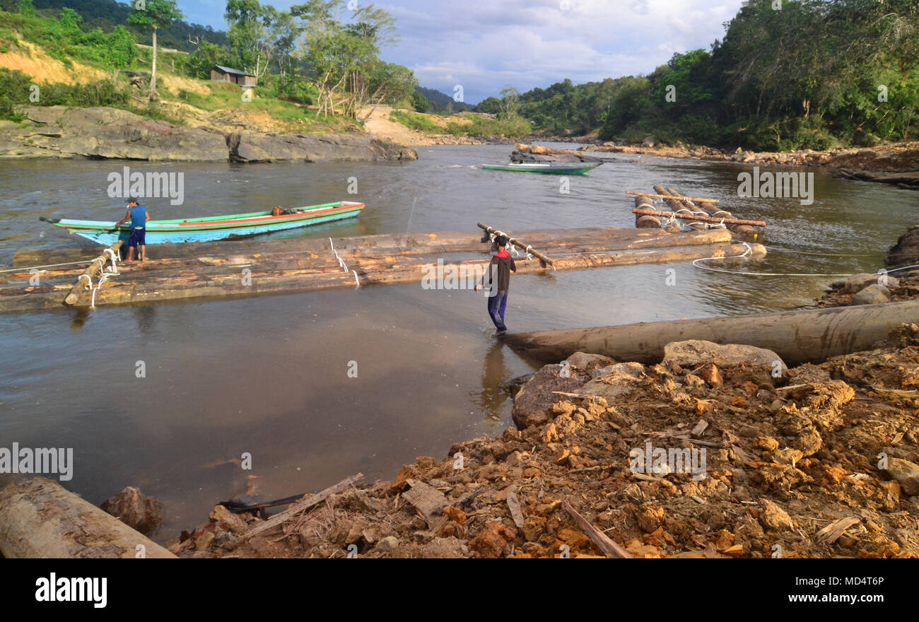 timber transported to the Busang river after logging in the rain forest ...