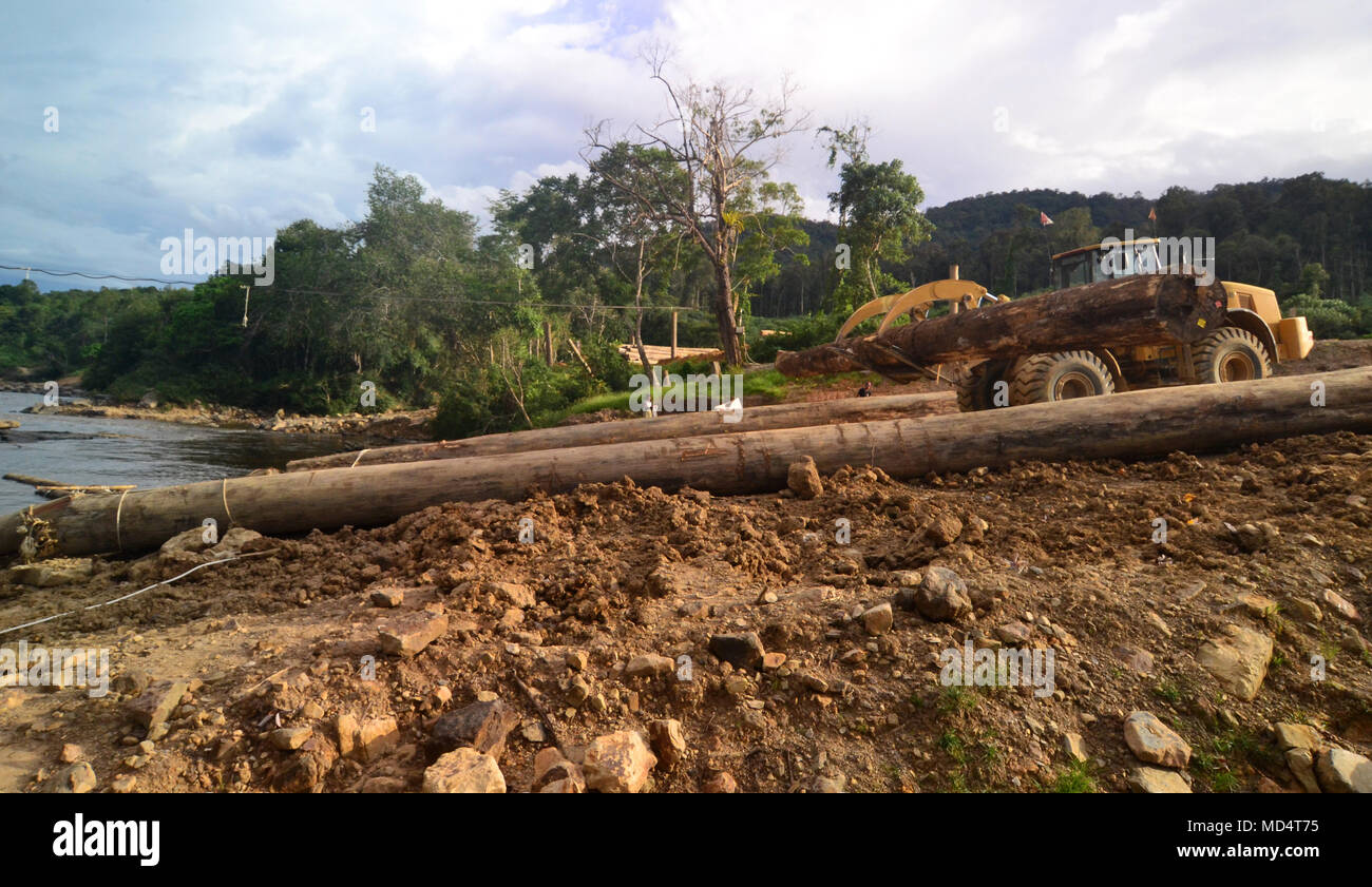 timber transported to the Busang river after logging in the rain forest ...