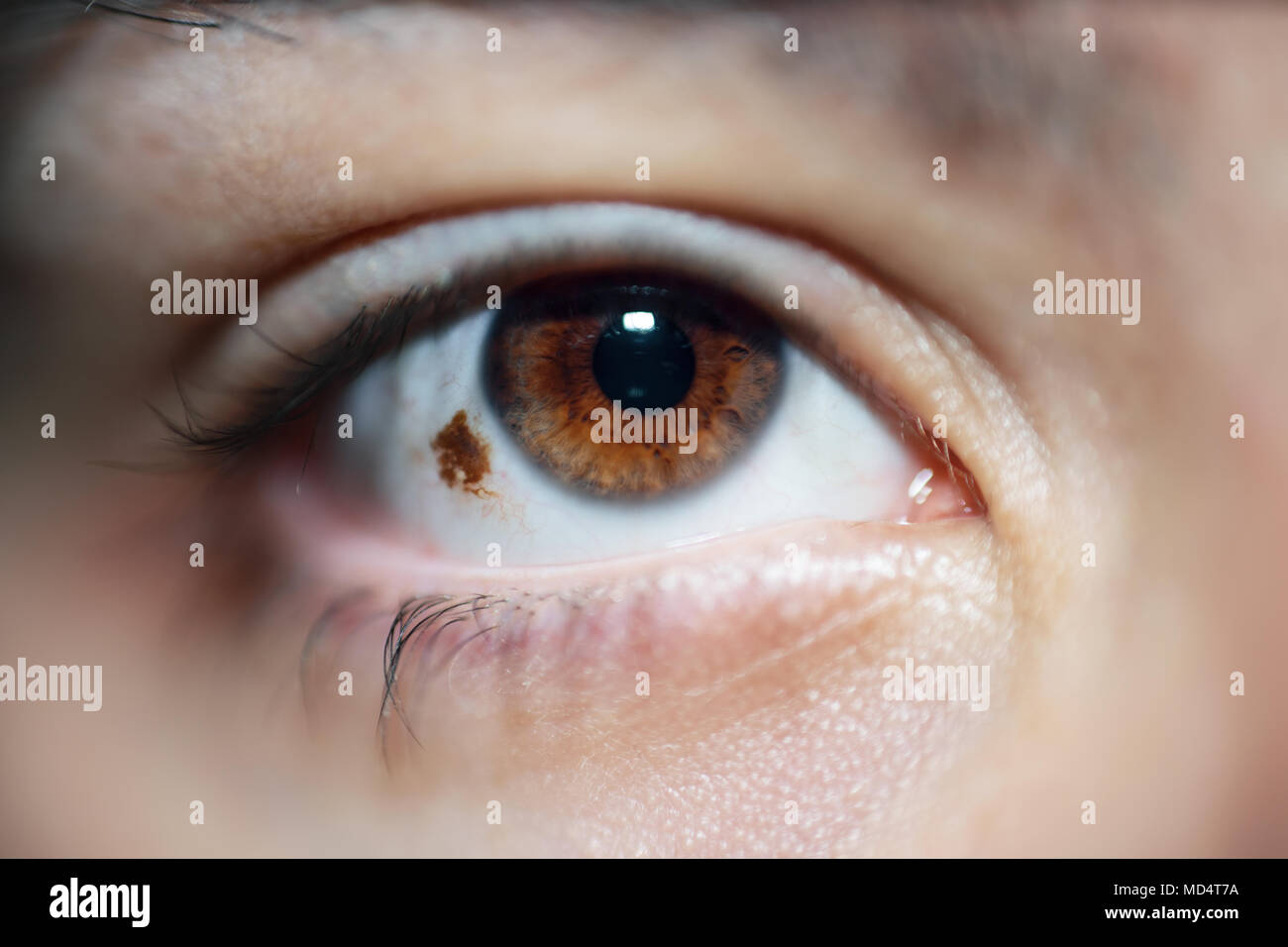 Intricate Female Brown Eye Staring At Camera Stock Photo - Alamy
