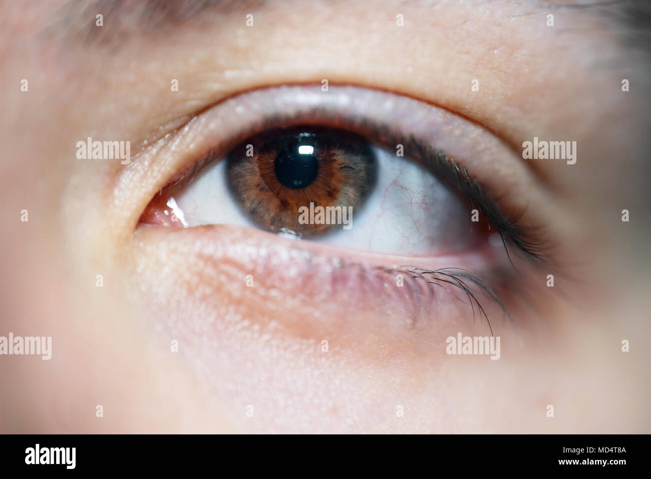 Intricate Female Brown Eye Staring At Camera Stock Photo - Alamy