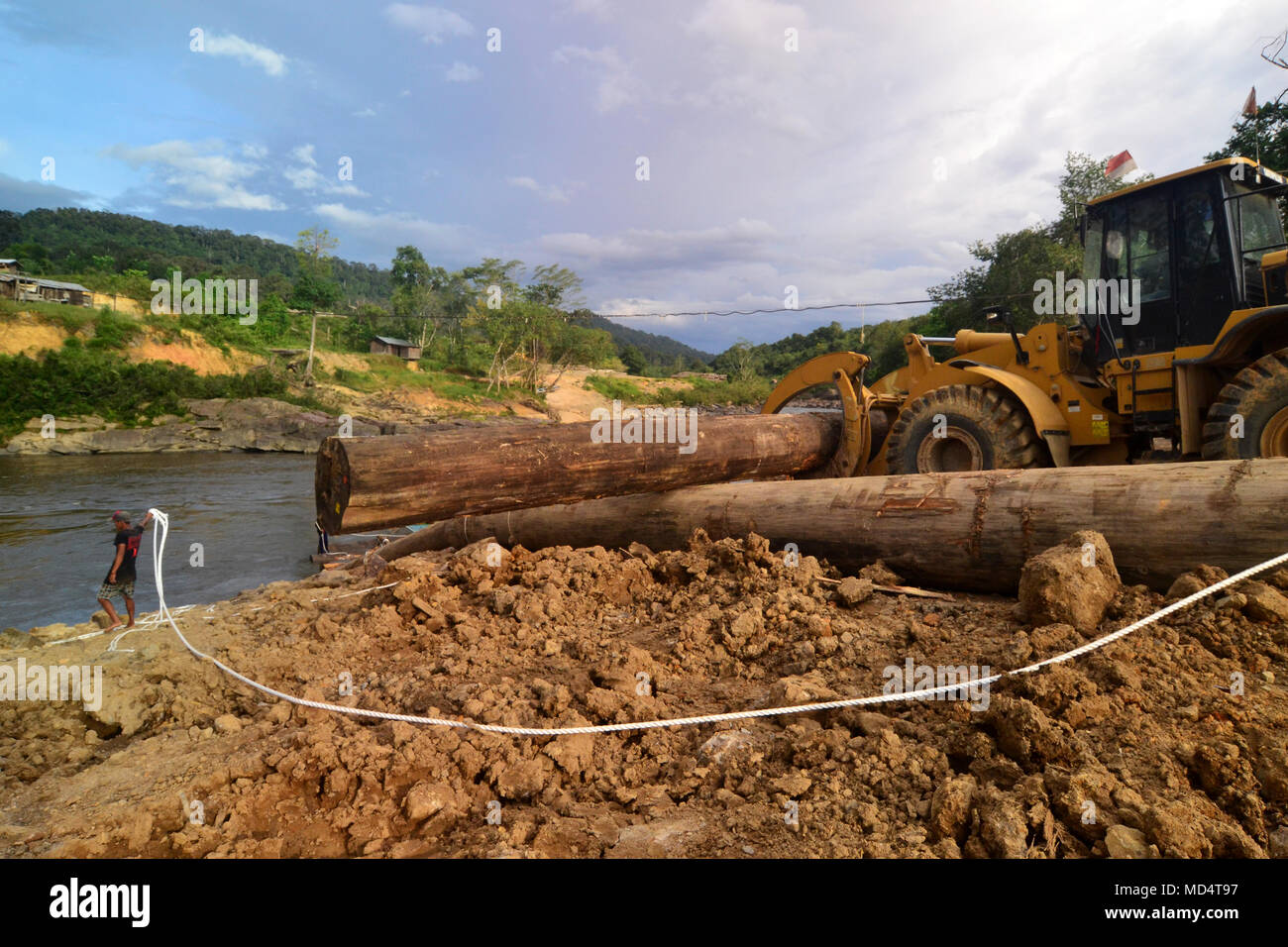 timber transported to the Busang river after logging in the rain forest ...