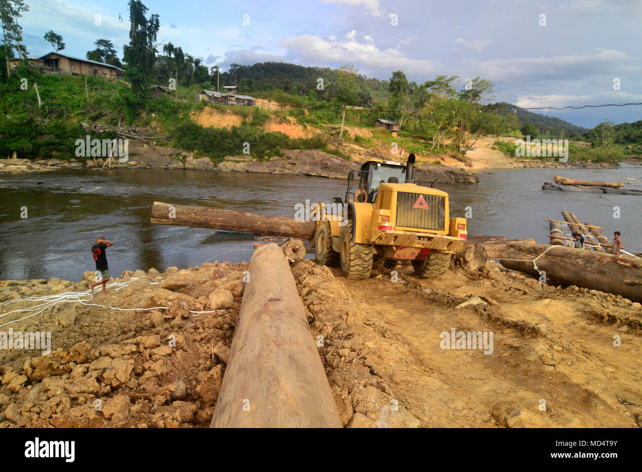 timber transported to the Busang river after logging in the rain forest ...