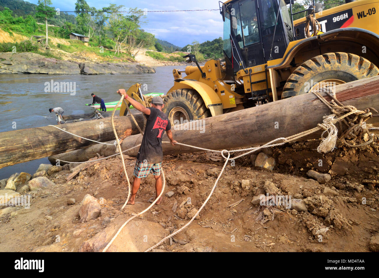 timber transported to the Busang river after logging in the rain forest ...