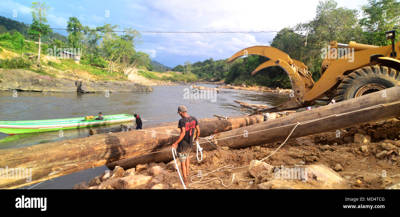 timber transported to the Busang river after logging in the rain forest ...