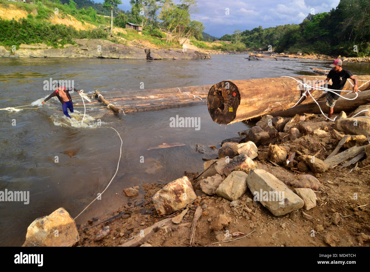 timber transported to the Busang river after logging in the rain forest ...