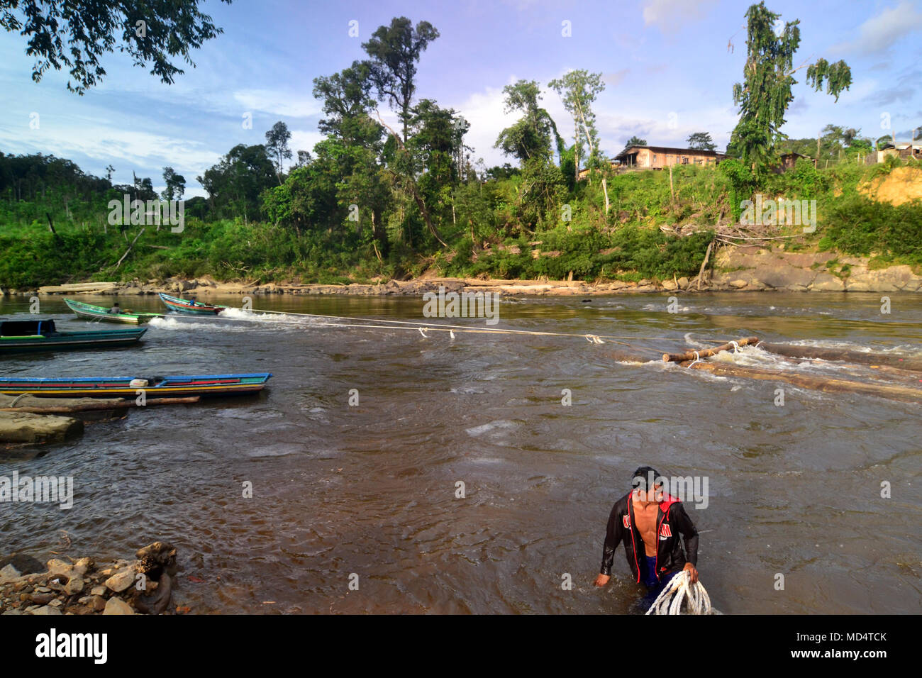 timber transported to the Busang river after logging in the rain forest ...