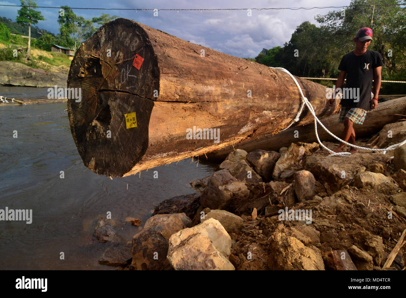 timber transported to the Busang river after logging in the rain forest ...