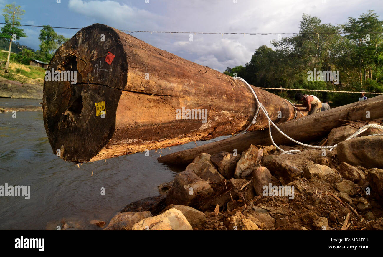 timber transported to the Busang river after logging in the rain forest ...
