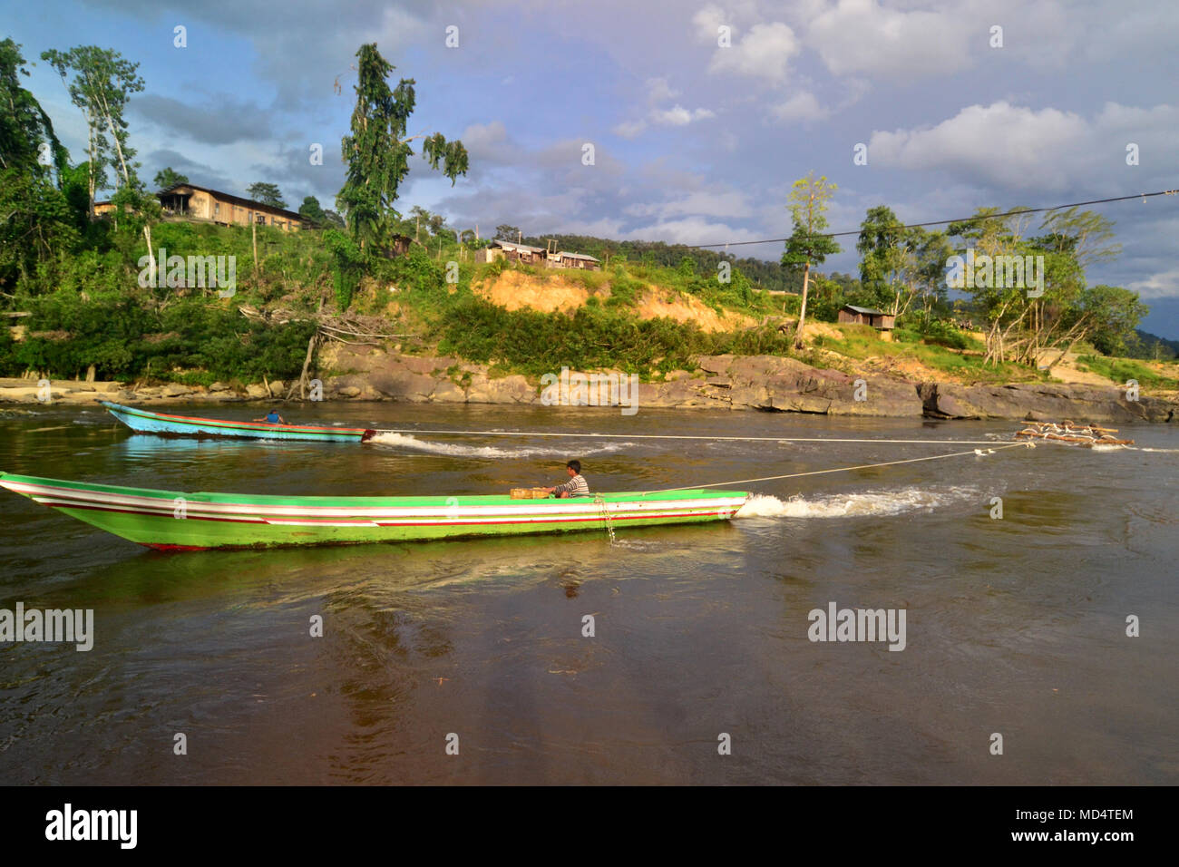 timber transported to the Busang river after logging in the rain forest ...