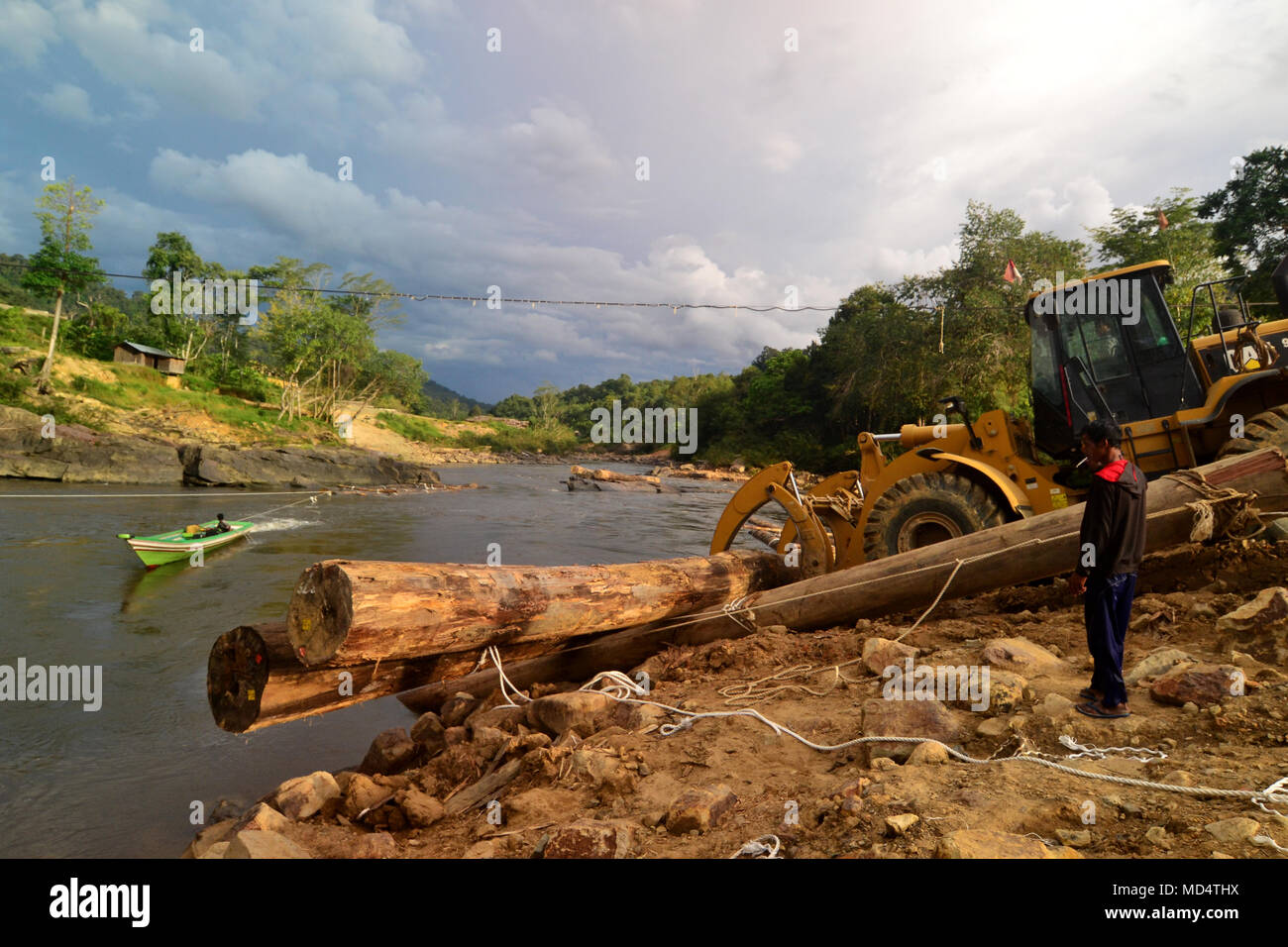 timber transported to the Busang river after logging in the rain forest ...