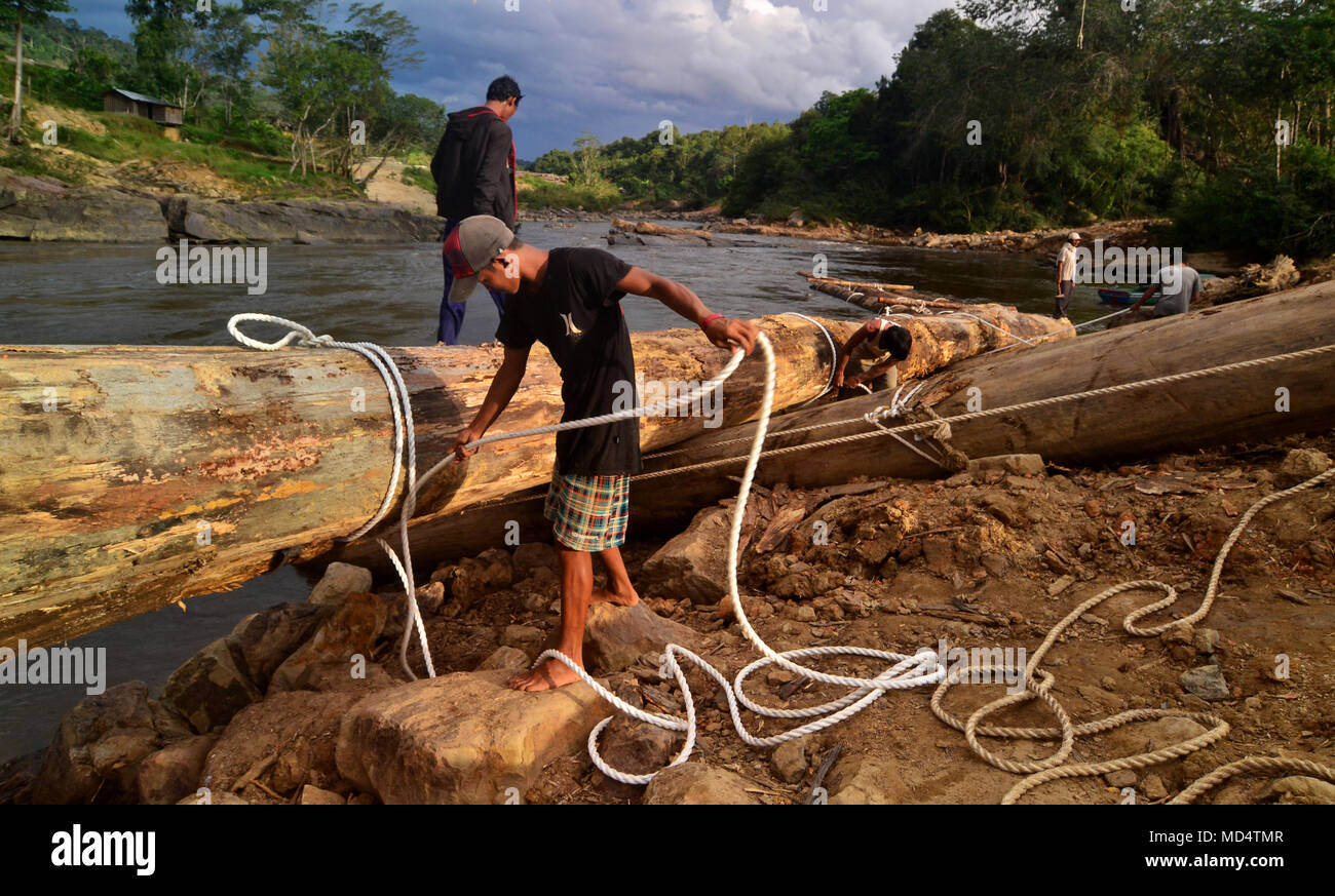 timber transported to the Busang river after logging in the rain forest ...