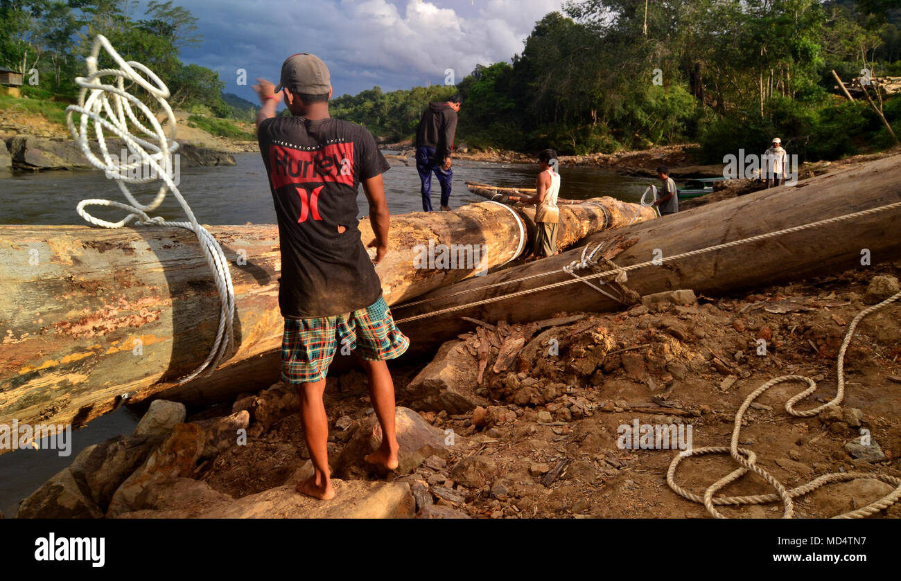 timber transported to the Busang river after logging in the rain forest ...