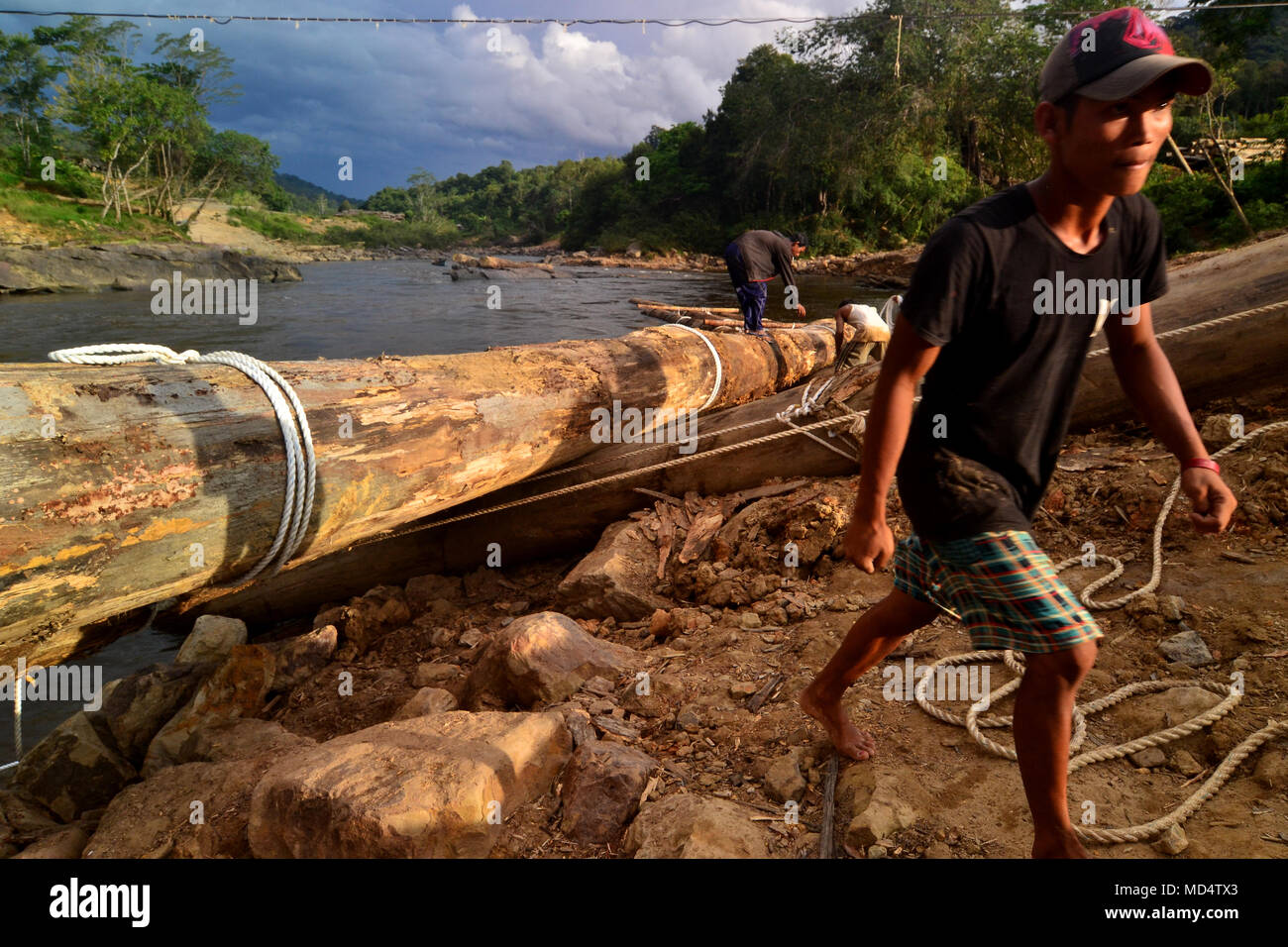 timber transported to the Busang river after logging in the rain forest ...