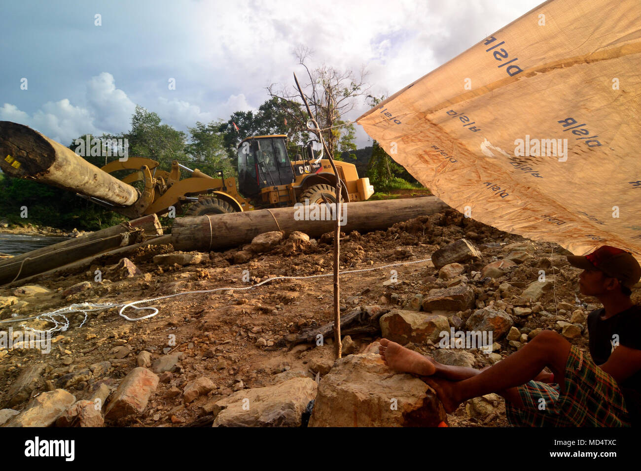 timber transported to the Busang river after logging in the rain forest ...