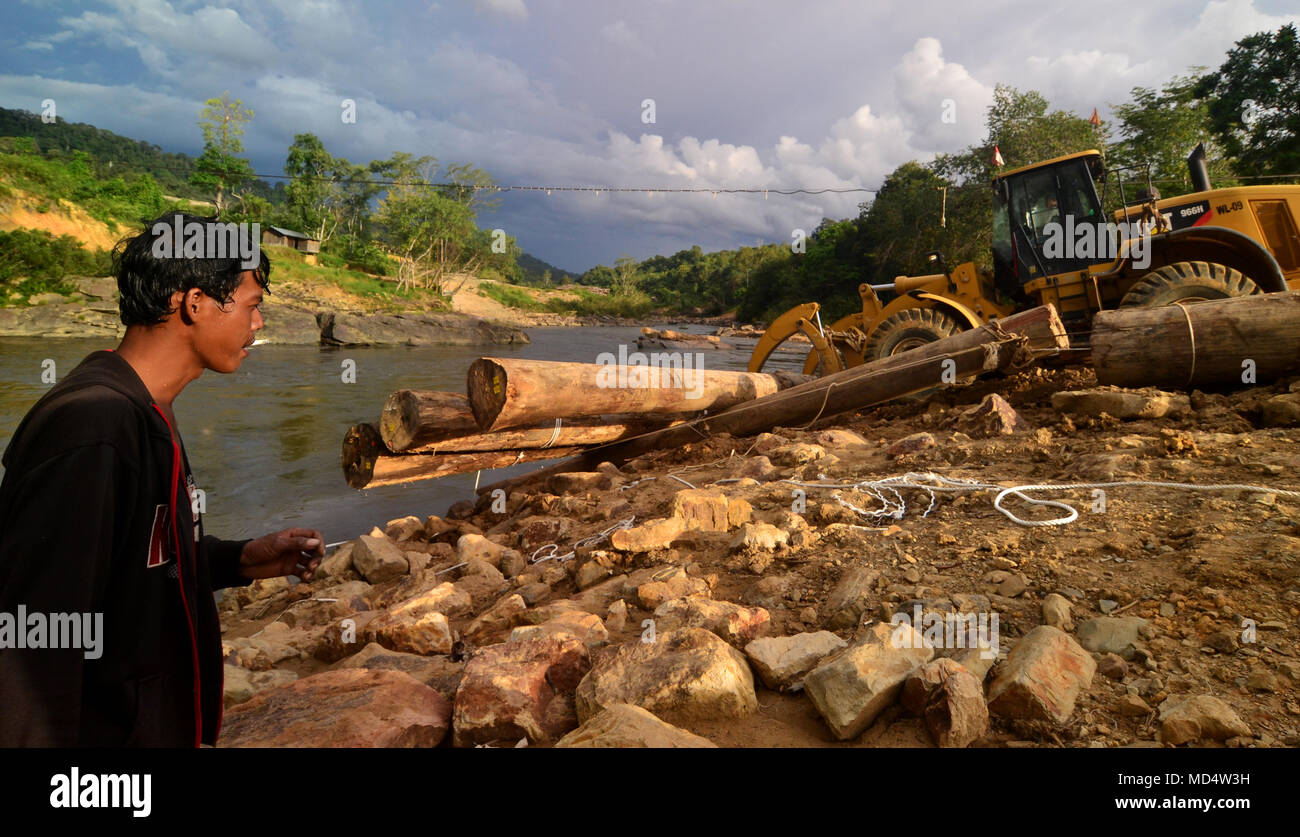 timber transported to the Busang river after logging in the rain forest ...