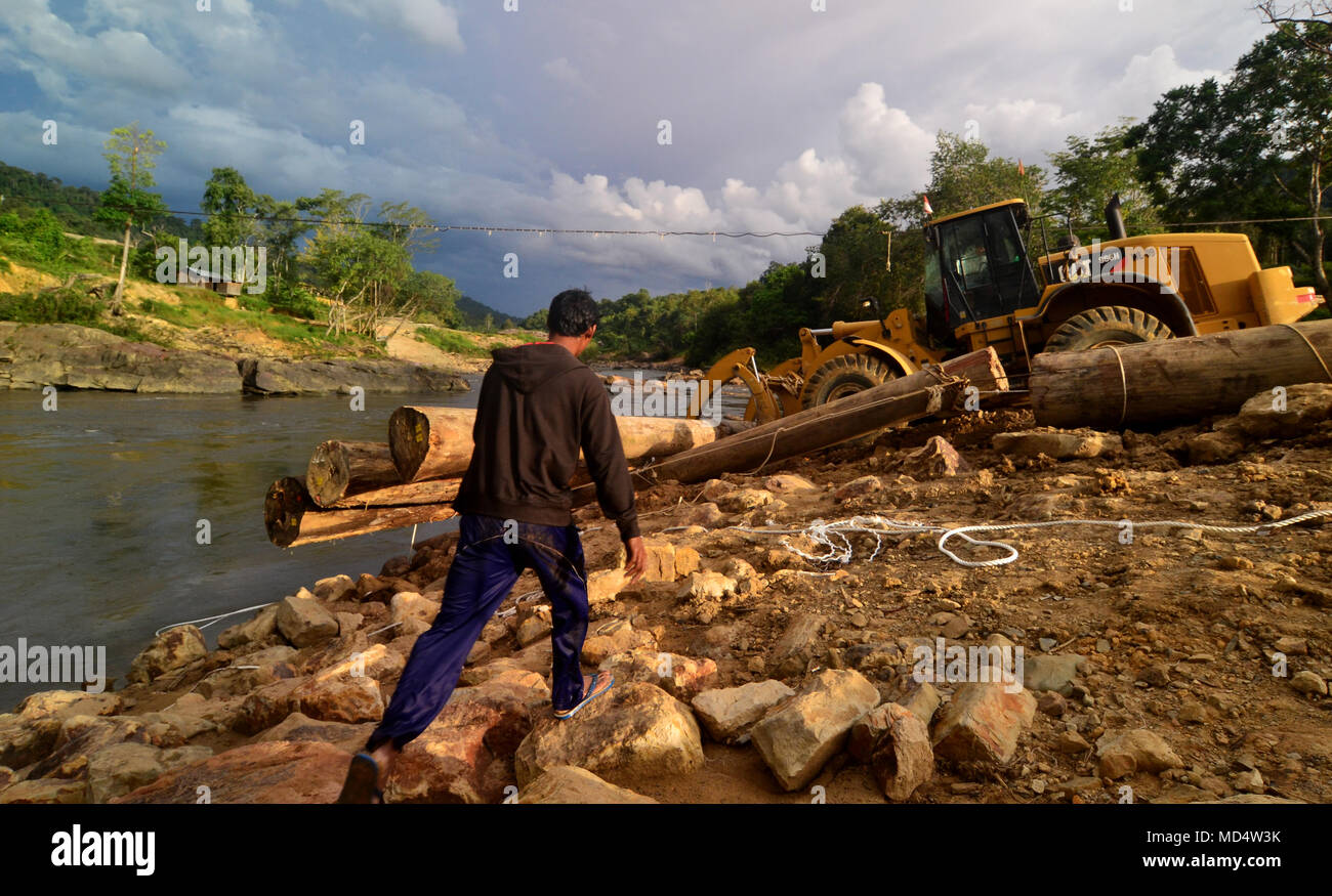 timber transported to the Busang river after logging in the rain forest ...