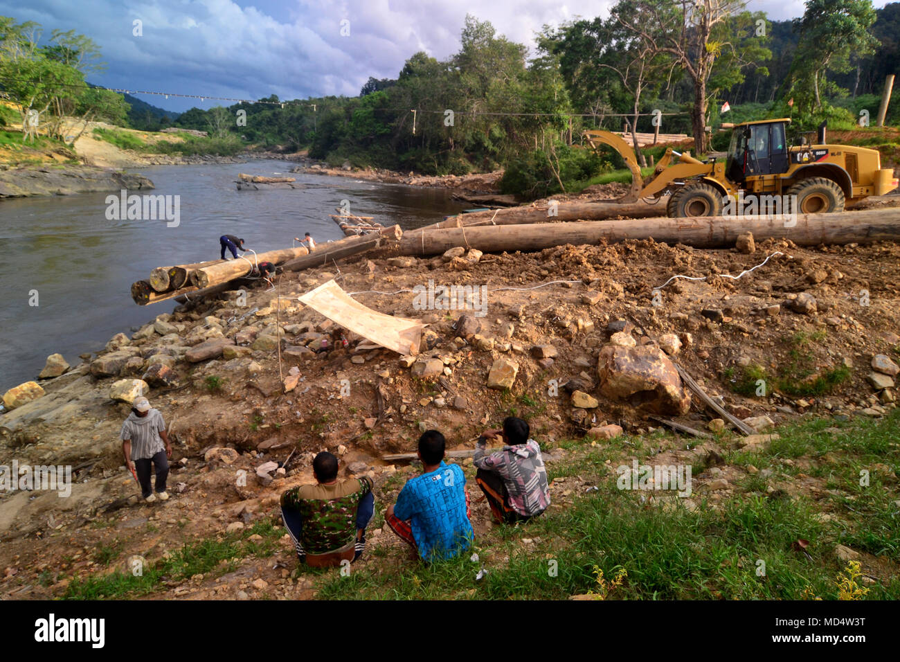 timber transported to the Busang river after logging in the rain forest ...