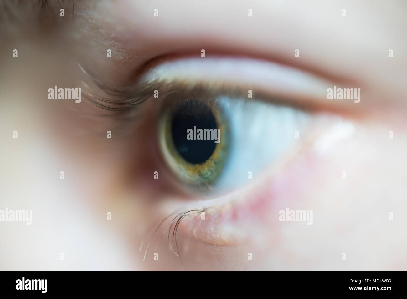 Close-Up Of Beautiful Green Woman Eye With Long Eyelashes Side View ...
