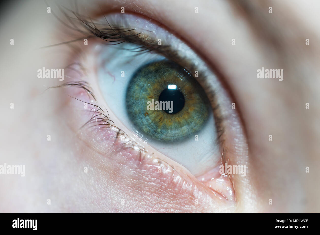Human eyes looking at camera hi-res stock photography and images - Alamy