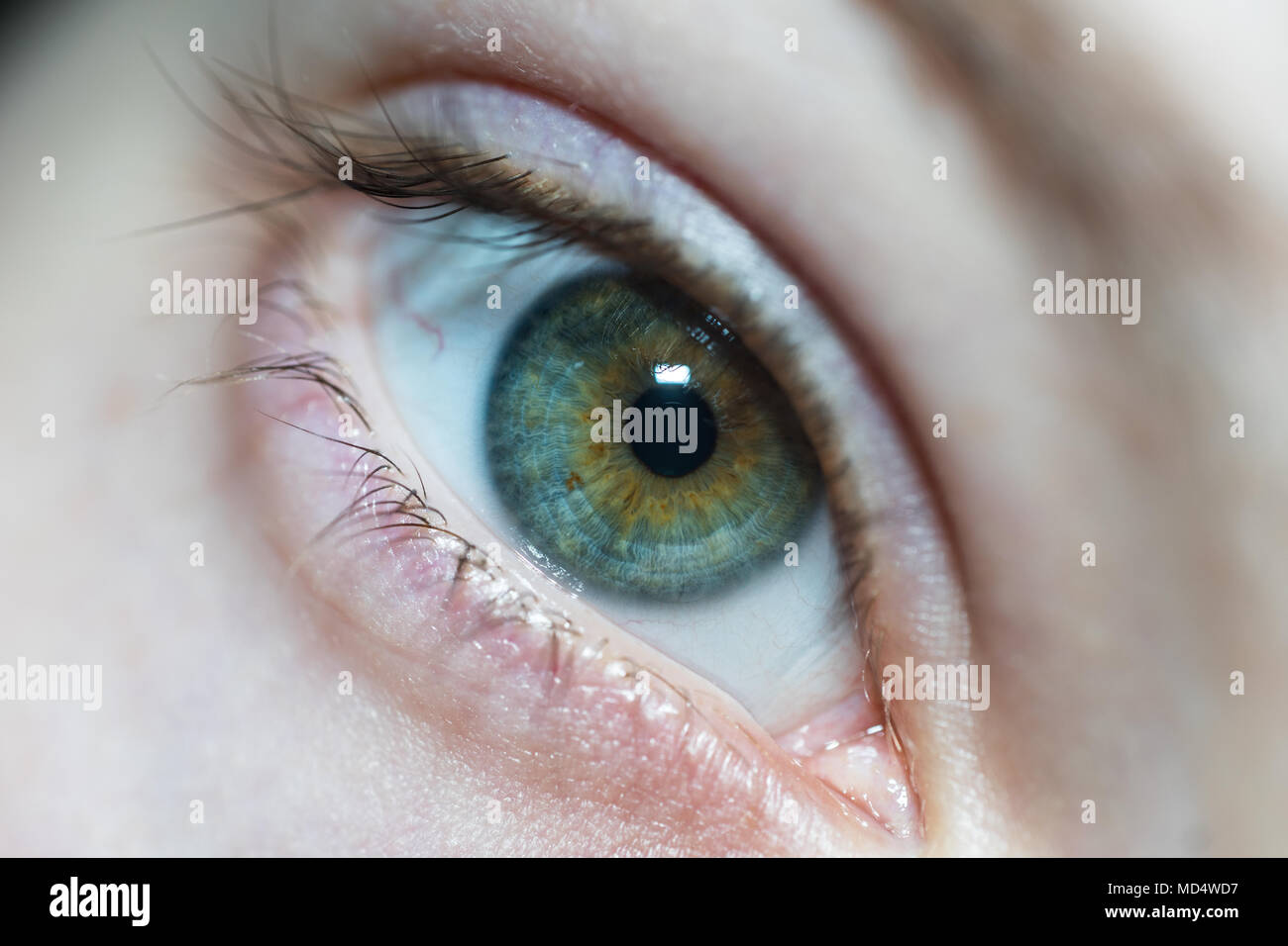 Human eyes looking at camera hi-res stock photography and images - Alamy