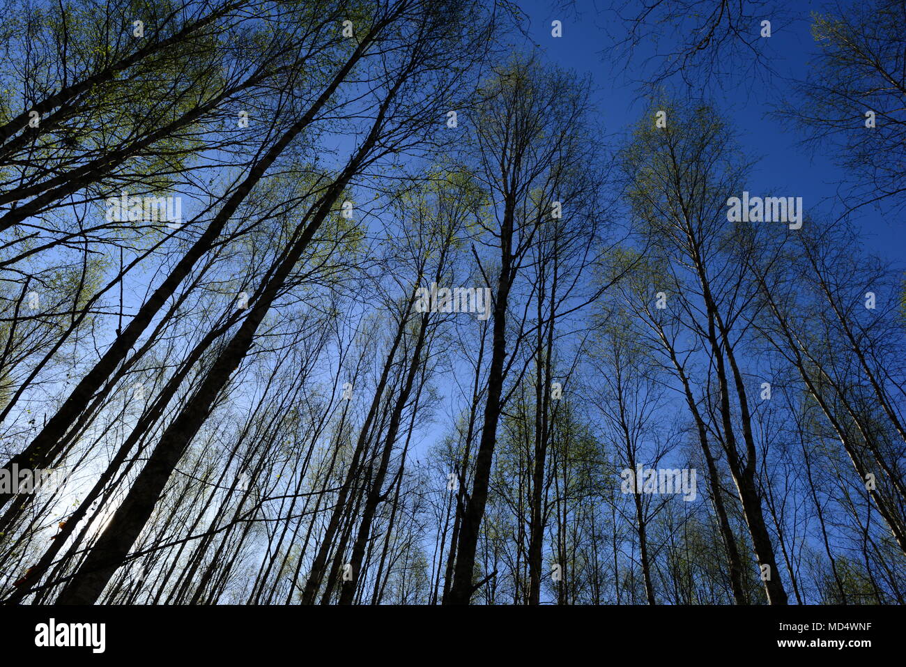 The May Spring blue sky in birch forest birch trees stretch to the top ...