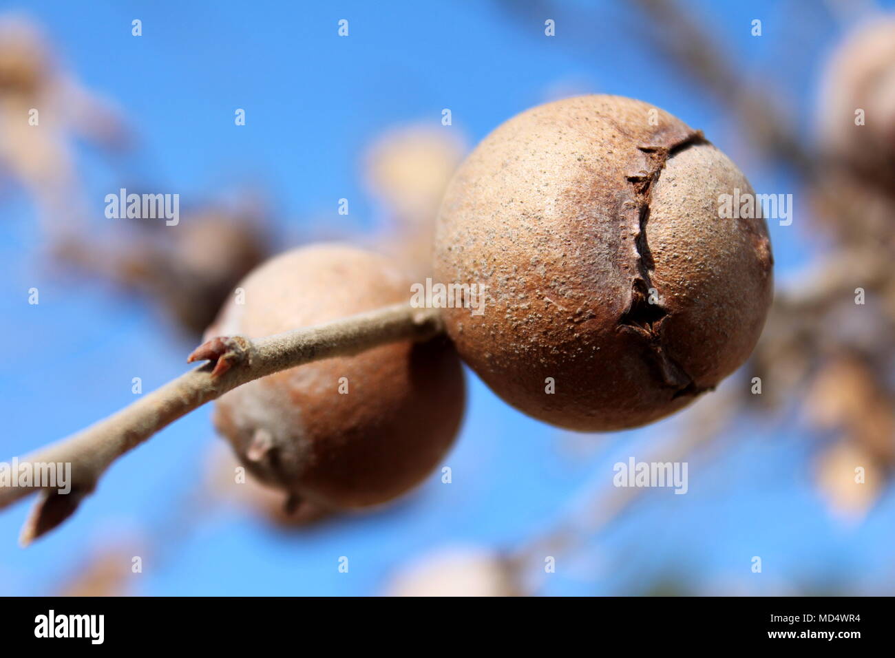 Gall oak, Quercus infectoria tree, Aleppo oak or Manjakani galls ...