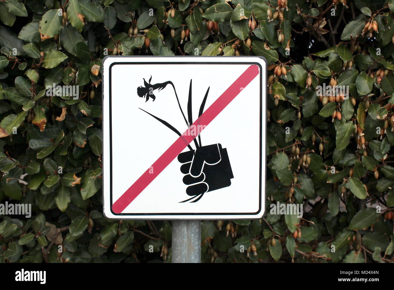 No picking flowers white metal sign mounted on grey metal pole in front ...