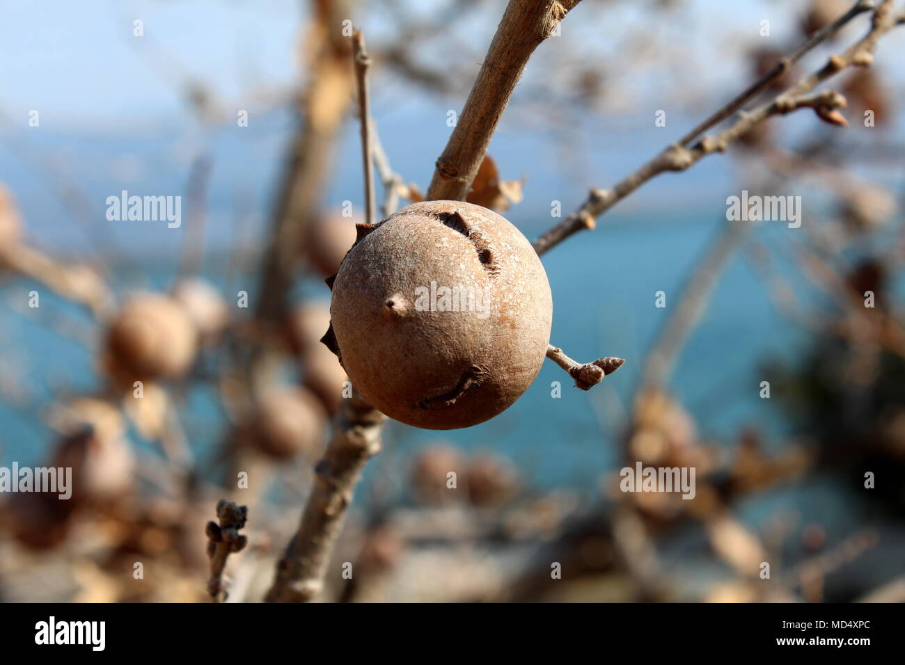 Gall oak, Quercus infectoria tree, Aleppo oak or Manjakani closeup with ...