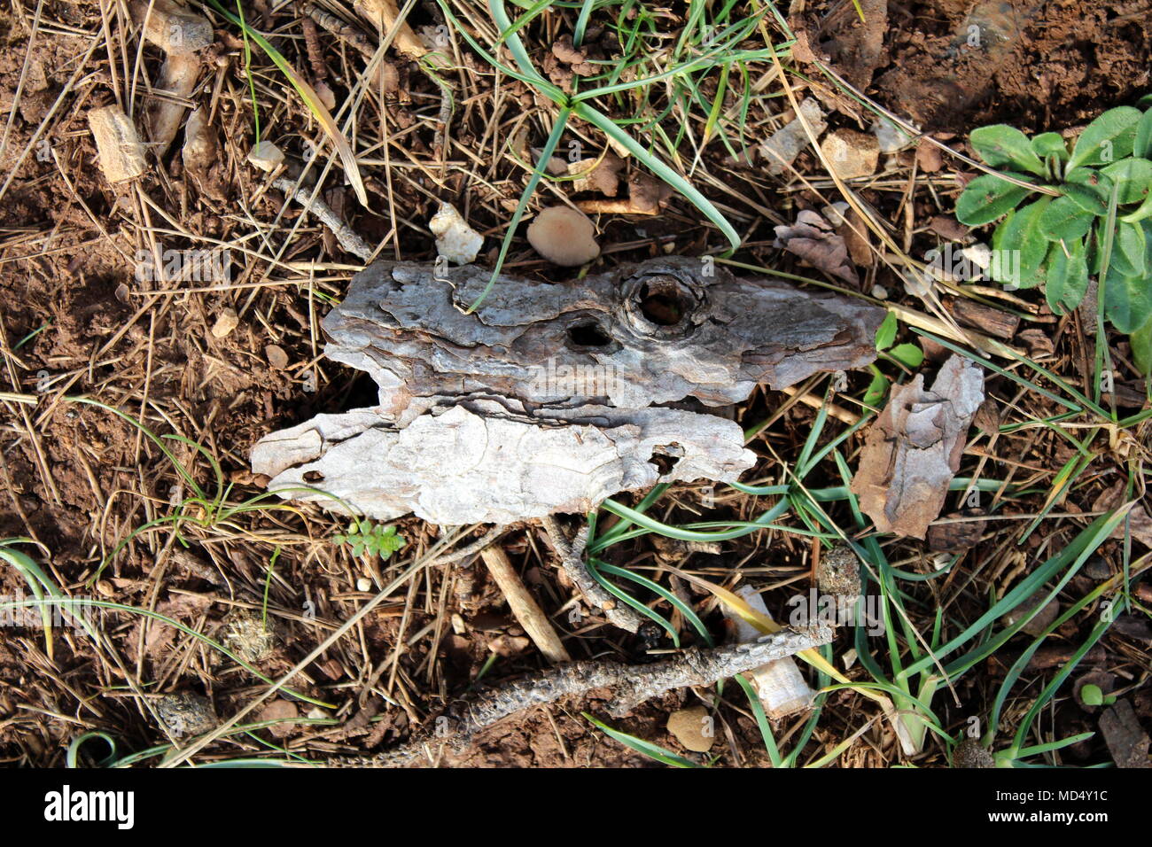 Tree bark in shape of animal head on dry leaves, green grass and small ...