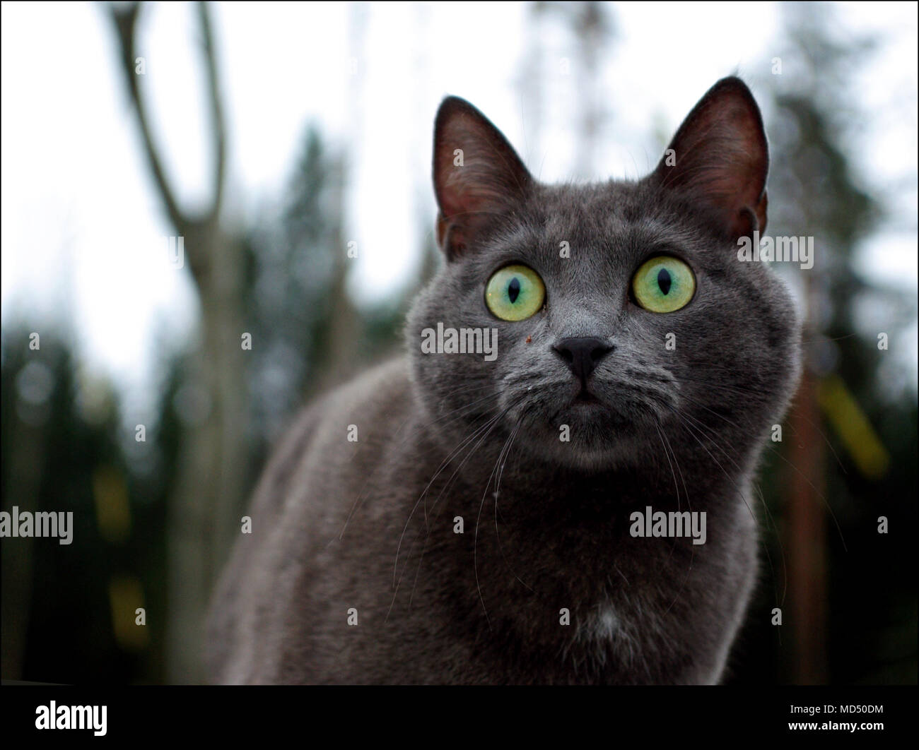 gray cat eyes wide open Stock Photo - Alamy