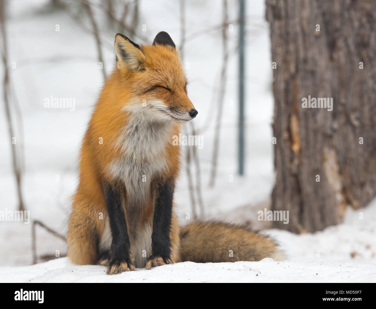 Red Fox - Vulpes vulpes, healthy specimen in his habitat in the woods ...