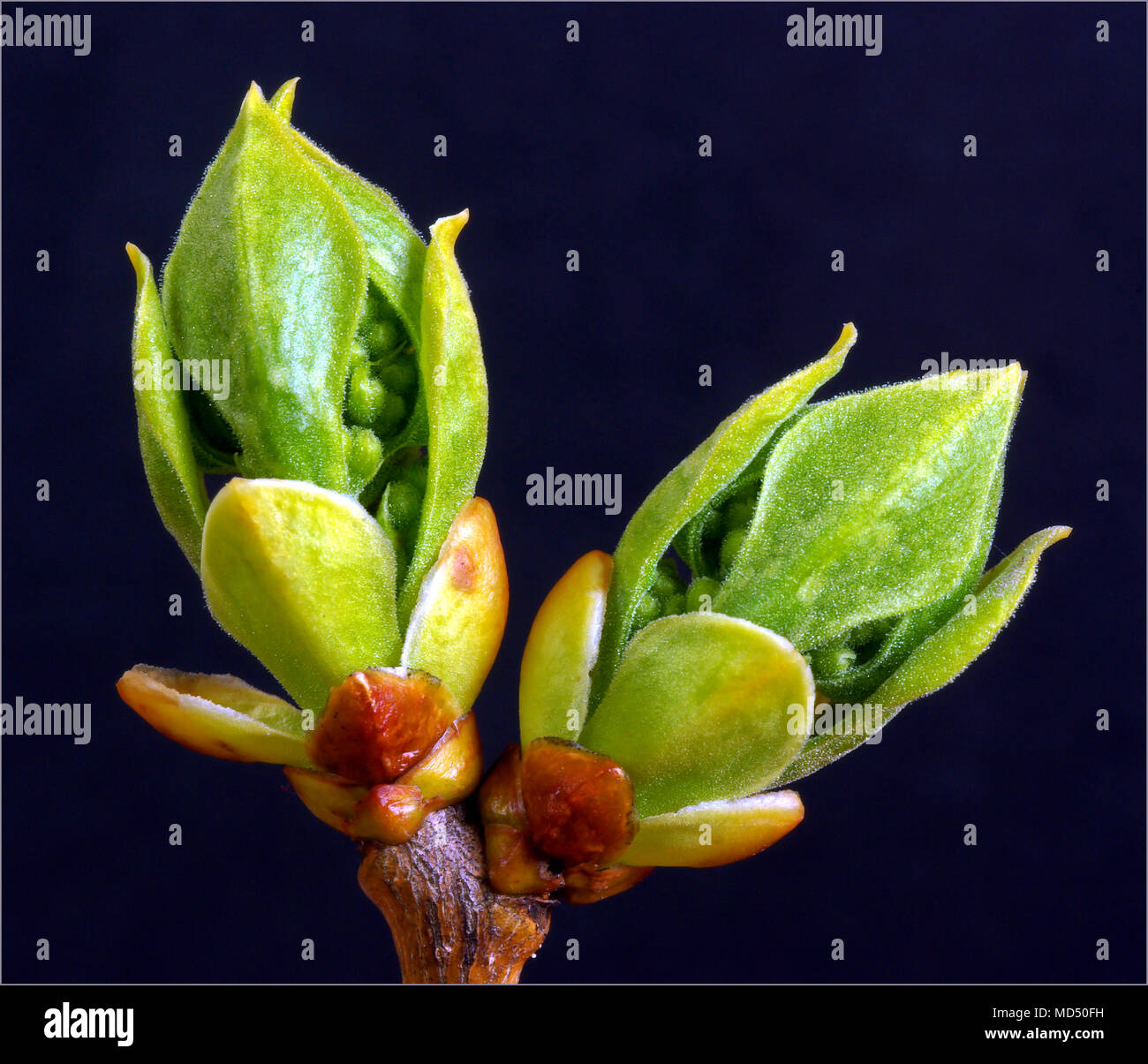 Syringa vulgaris common lilac buds hi-res stock photography and images ...