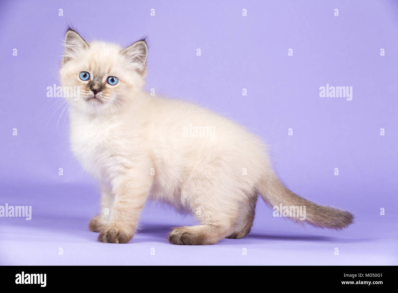 Mammal cat pure breed hi-res stock photography and images - Alamy