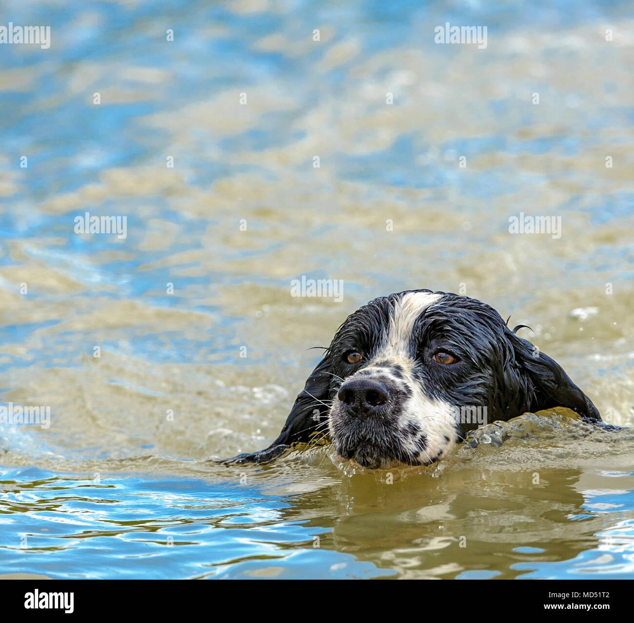 English springer spaniel portrait hi-res stock photography and images ...